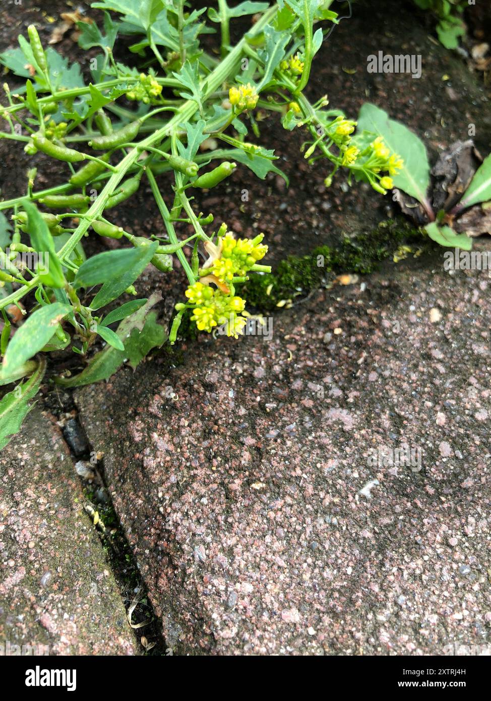 Bog Yellowcress (Rorippa palustris) Plantae Stock Photo - Alamy