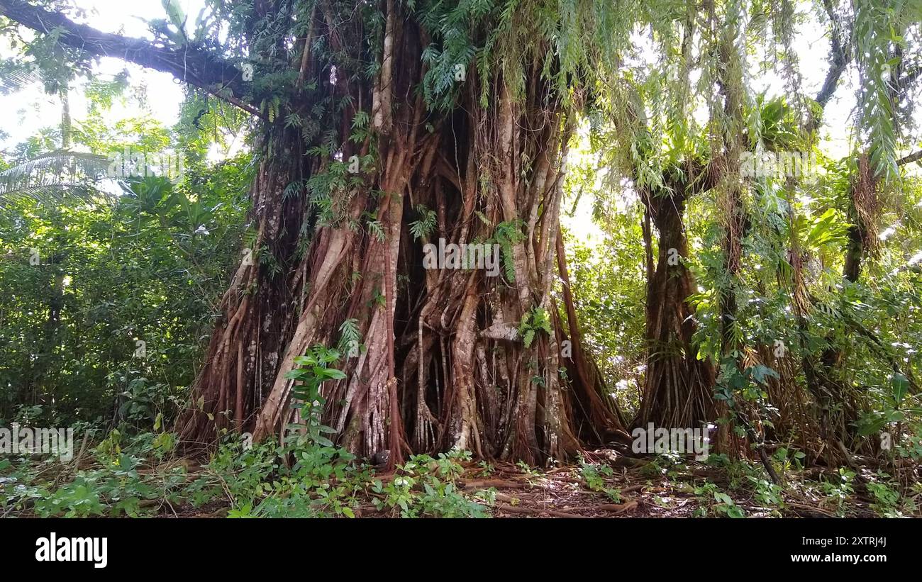 Pacific Banyan (Ficus prolixa) Plantae Stock Photo - Alamy