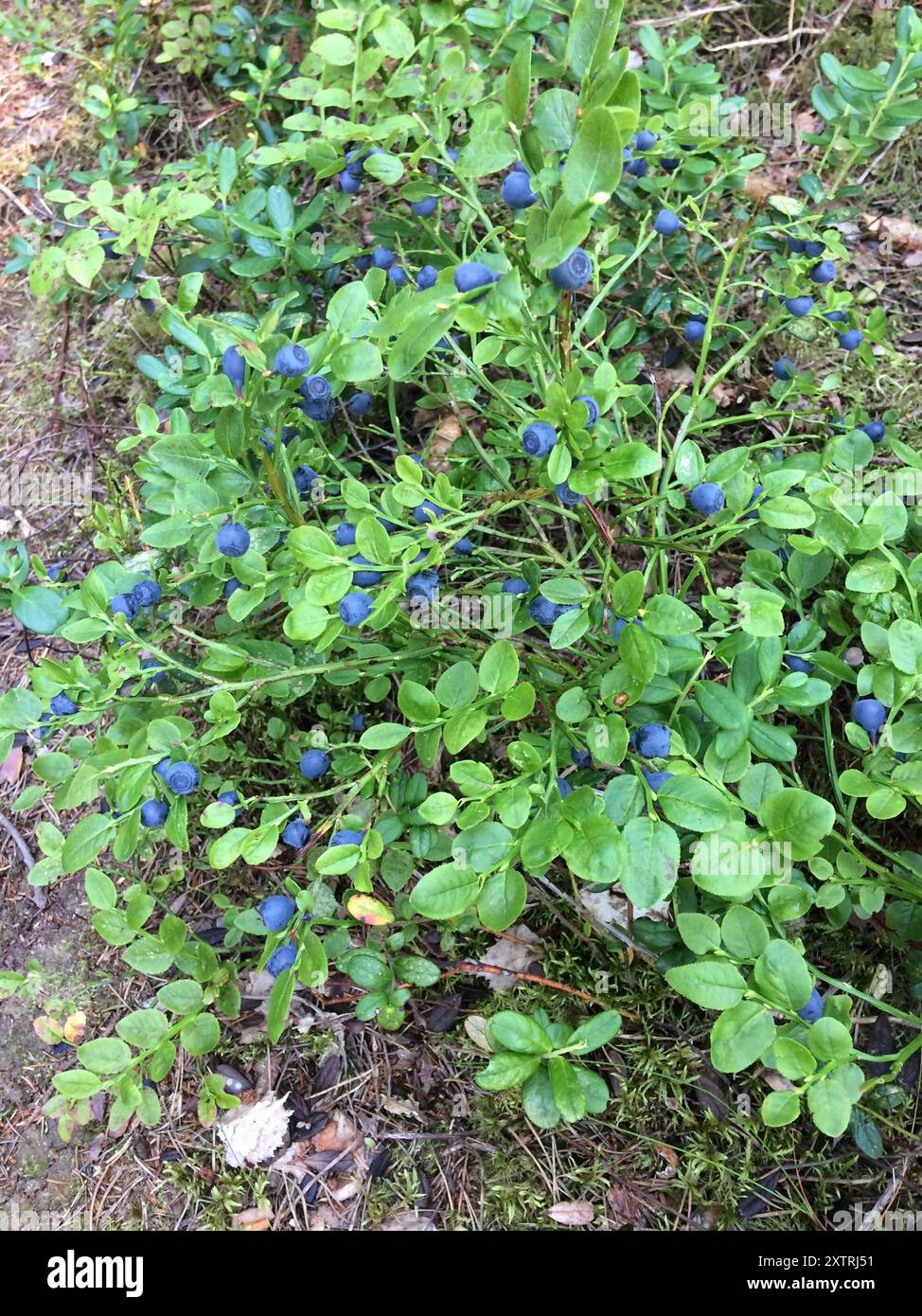 common bilberry (Vaccinium myrtillus) Plantae Stock Photo - Alamy