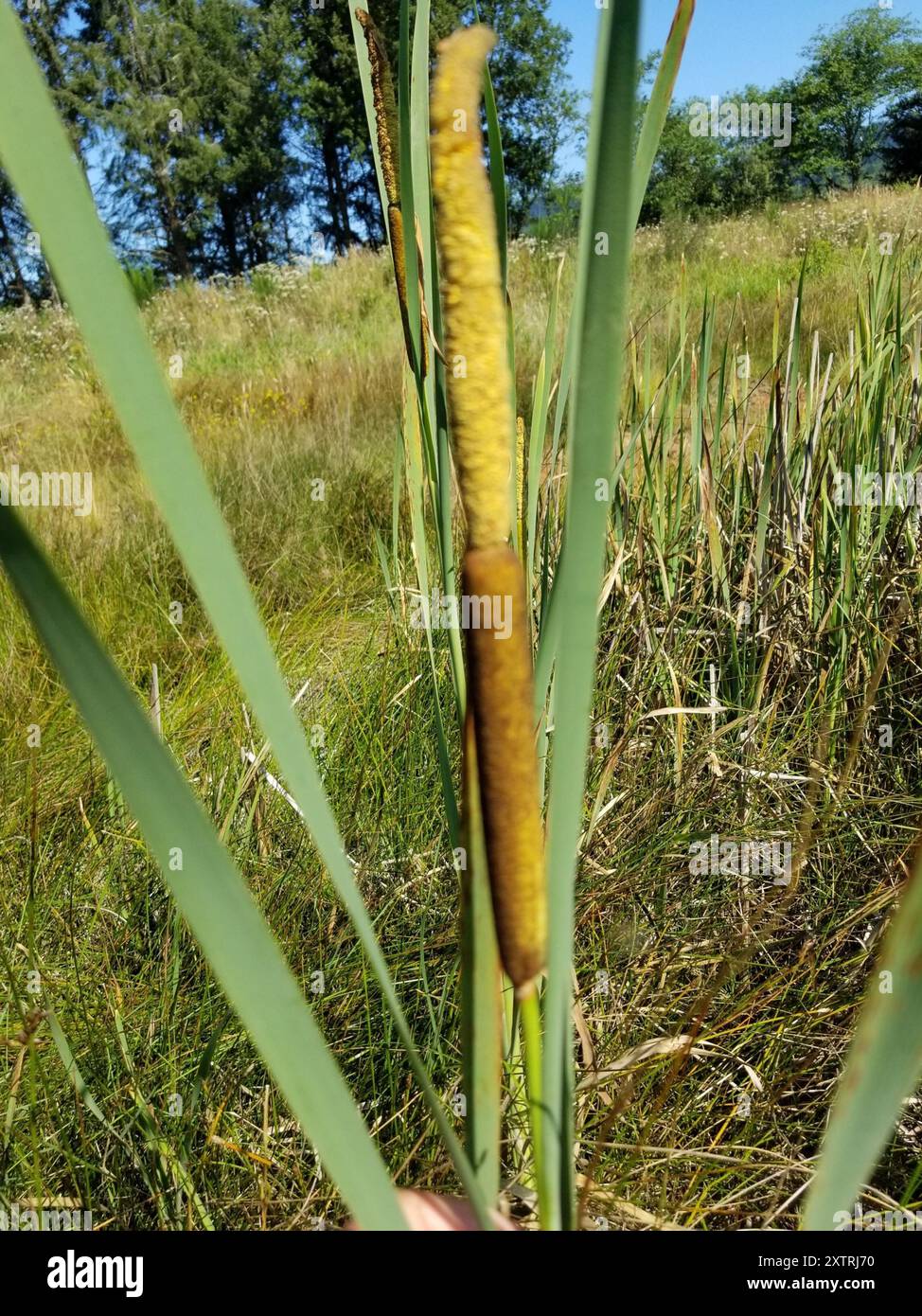 broadleaf cattail (Typha latifolia) Plantae Stock Photo - Alamy