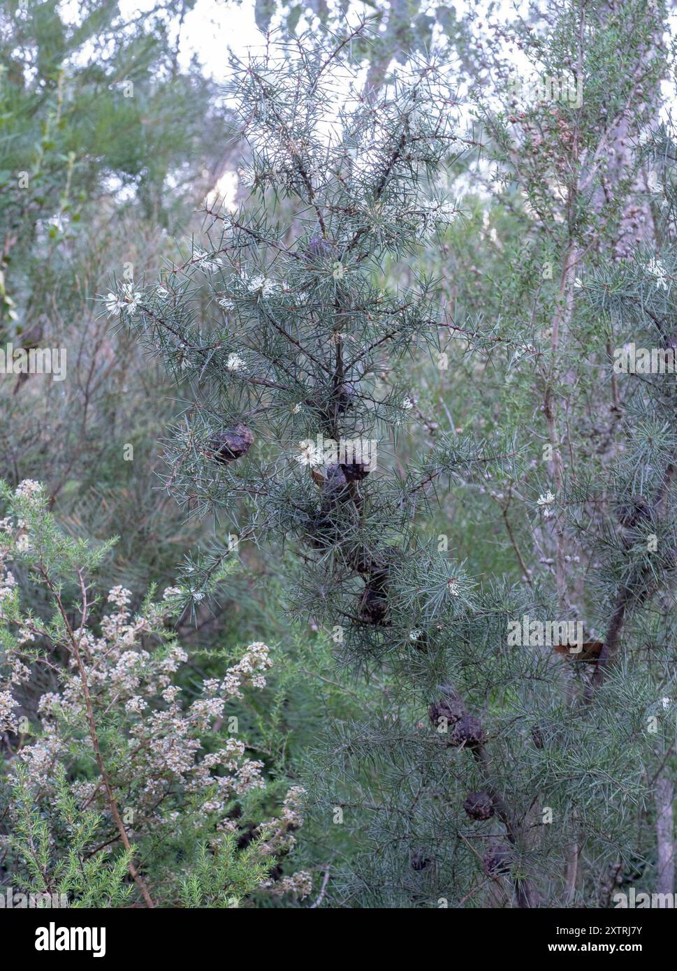 Bushy Needlewood (Hakea decurrens) Plantae Stock Photo - Alamy