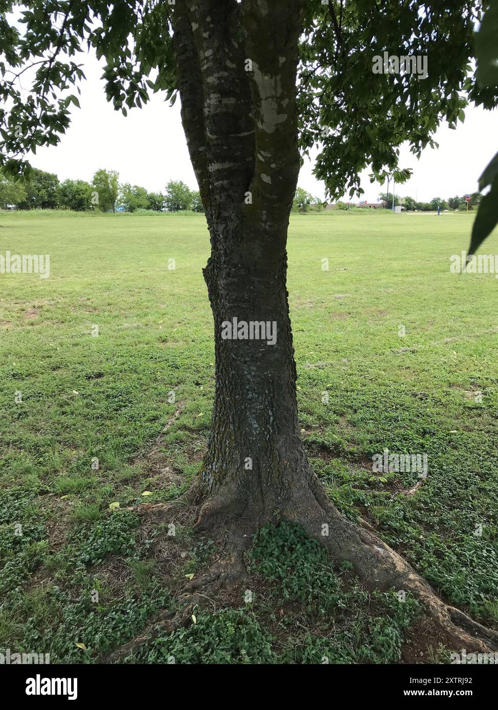sugar hackberry (Celtis laevigata) Plantae Stock Photo - Alamy