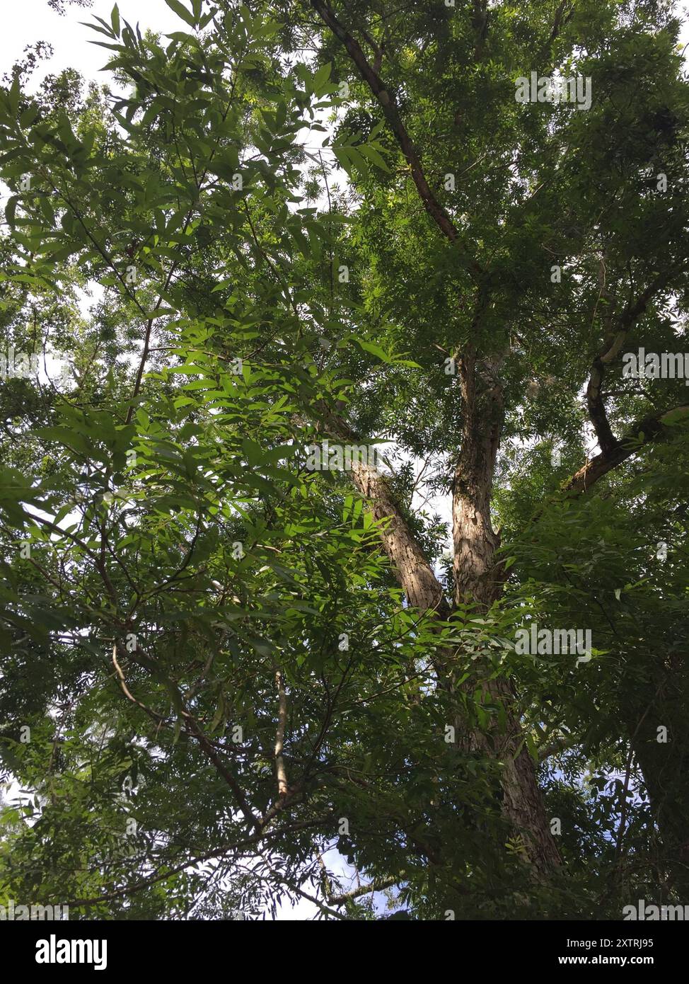 water hickory (Carya aquatica) Plantae Stock Photo - Alamy
