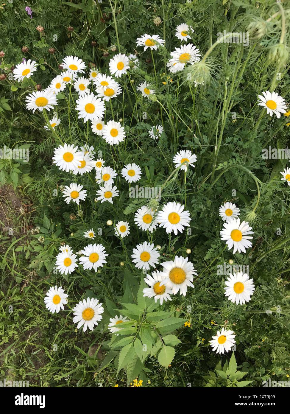 oxeye daisy (Leucanthemum vulgare) Plantae Stock Photo - Alamy