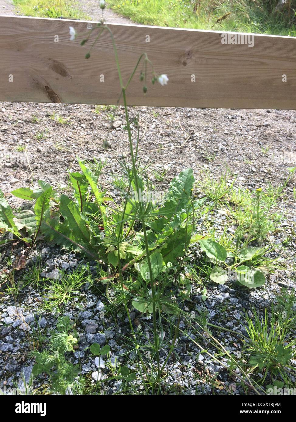 Corn spurrey (Spergula arvensis) Plantae Stock Photo - Alamy