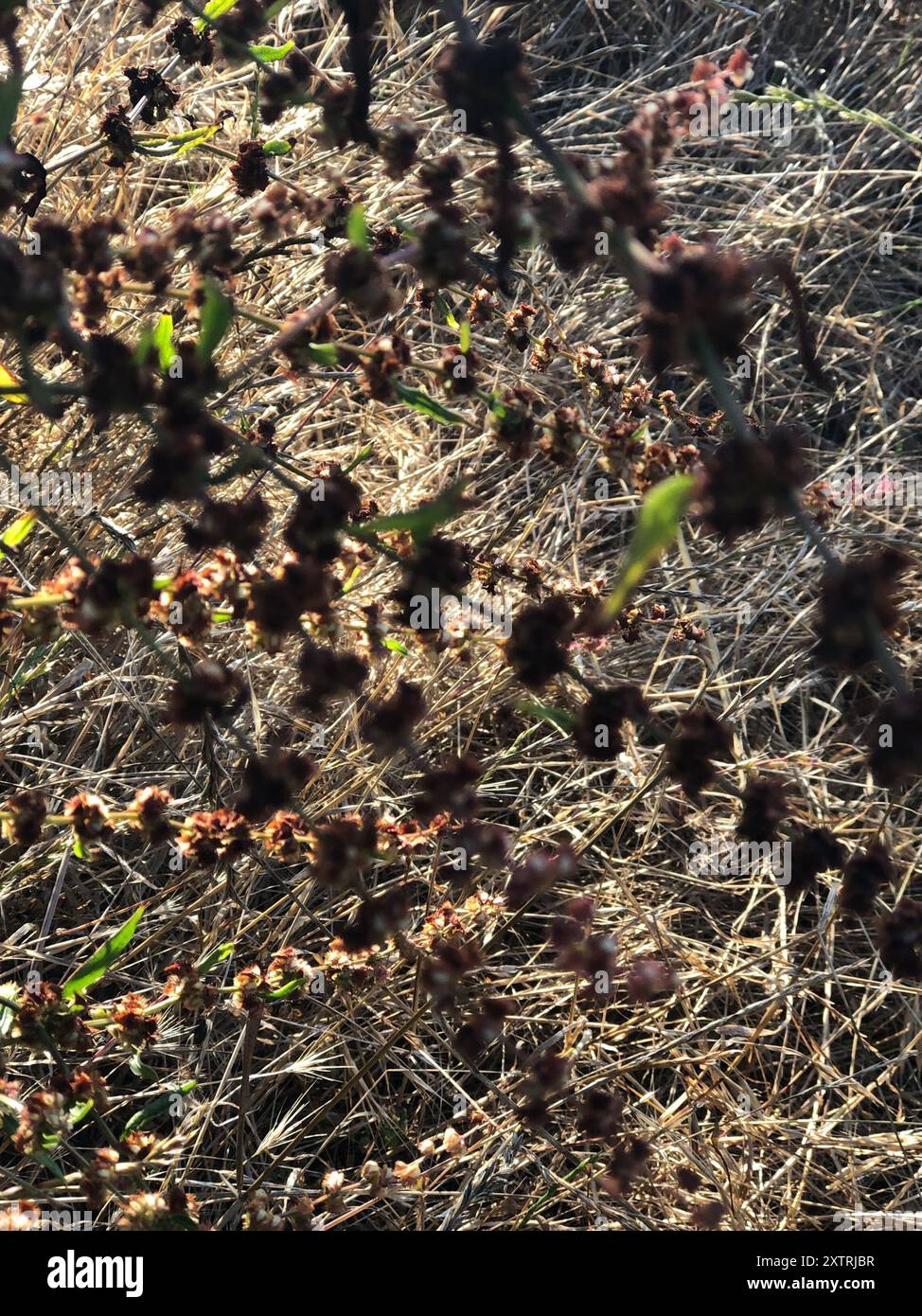 fiddle dock (Rumex pulcher) Plantae Stock Photo - Alamy