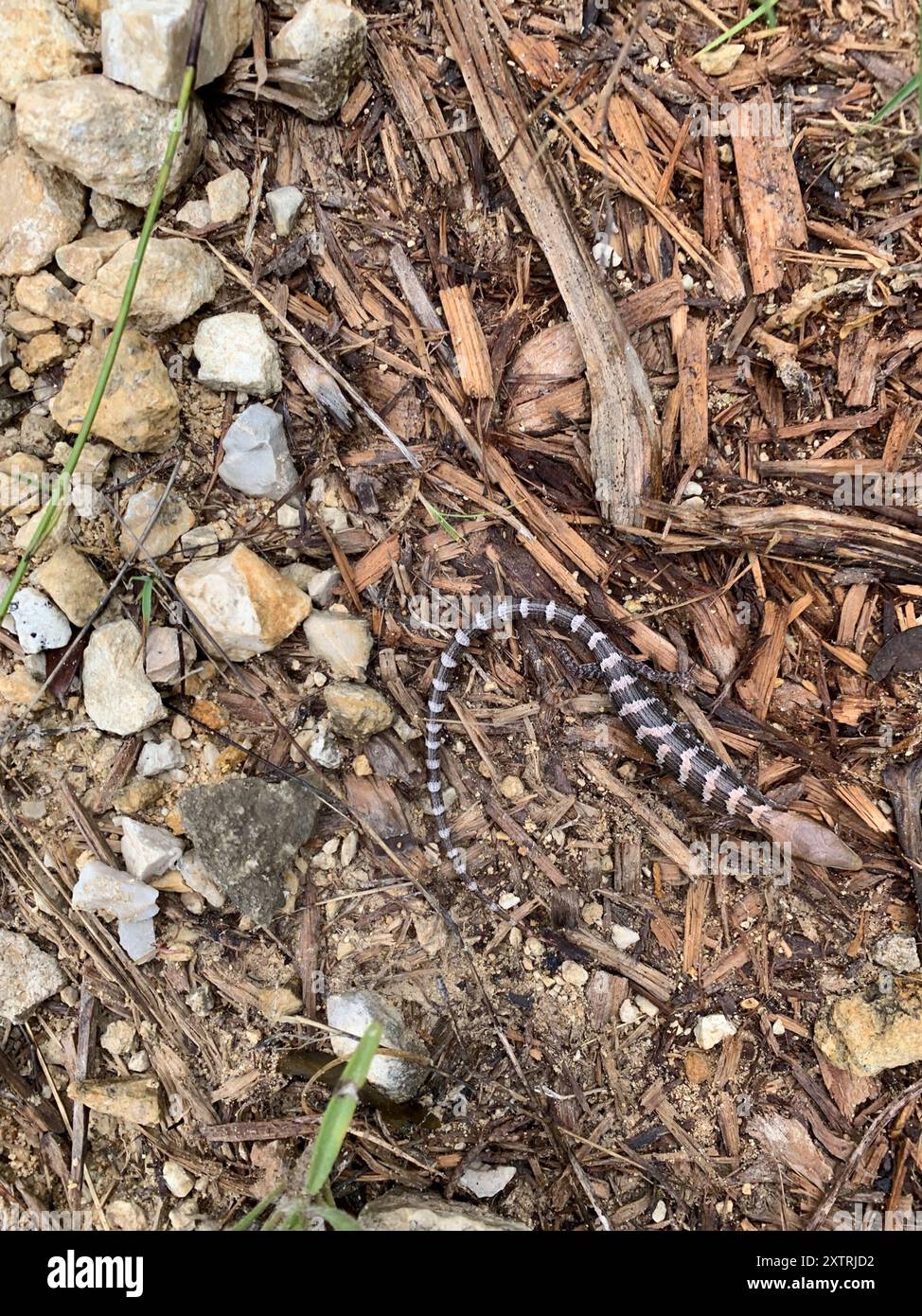 Texas Alligator Lizard (Gerrhonotus infernalis) Reptilia Stock Photo ...