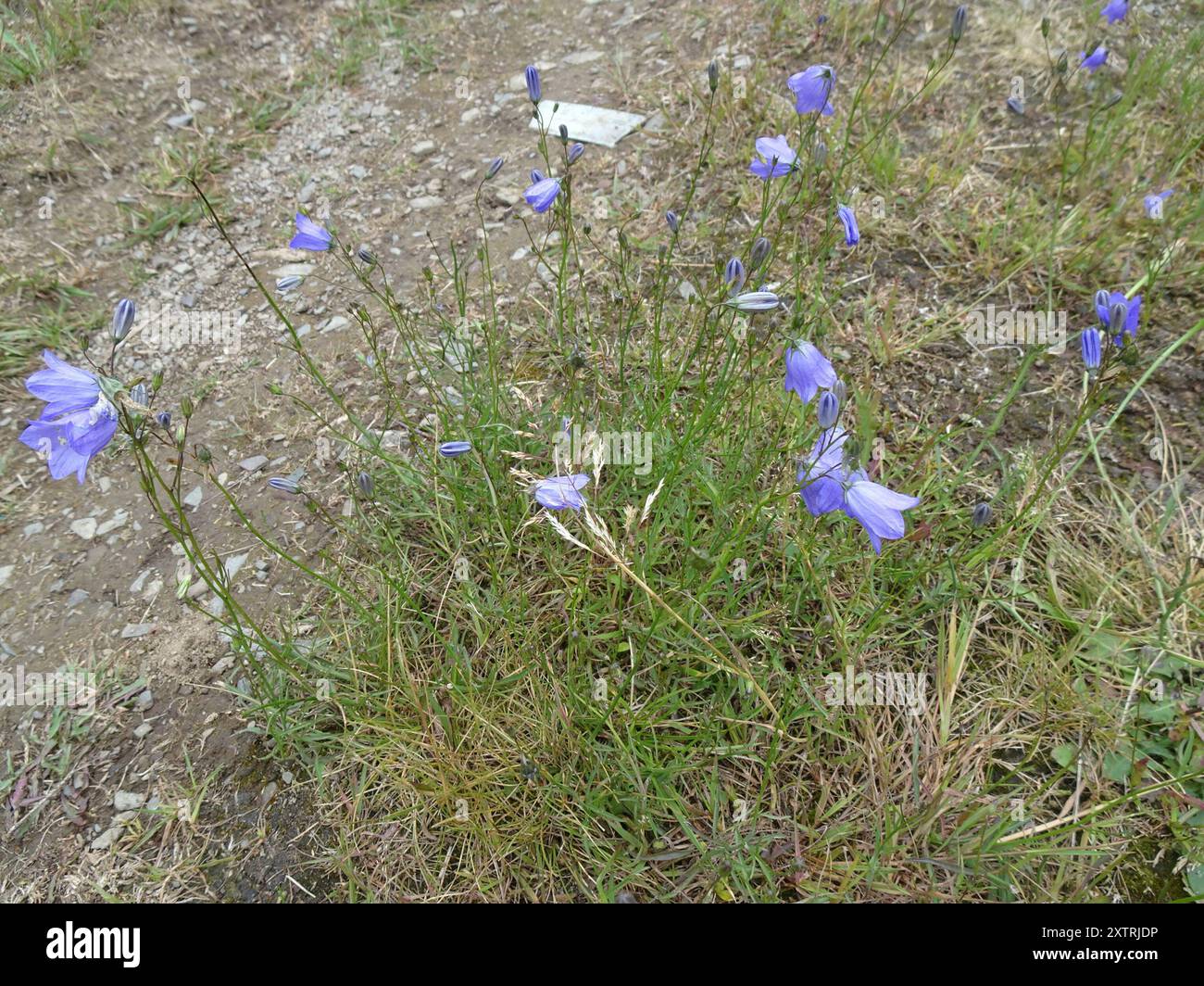 Common Harebell (Campanula rotundifolia) Plantae Stock Photo - Alamy