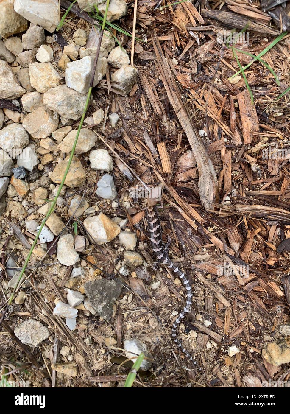 Texas Alligator Lizard (Gerrhonotus infernalis) Reptilia Stock Photo ...