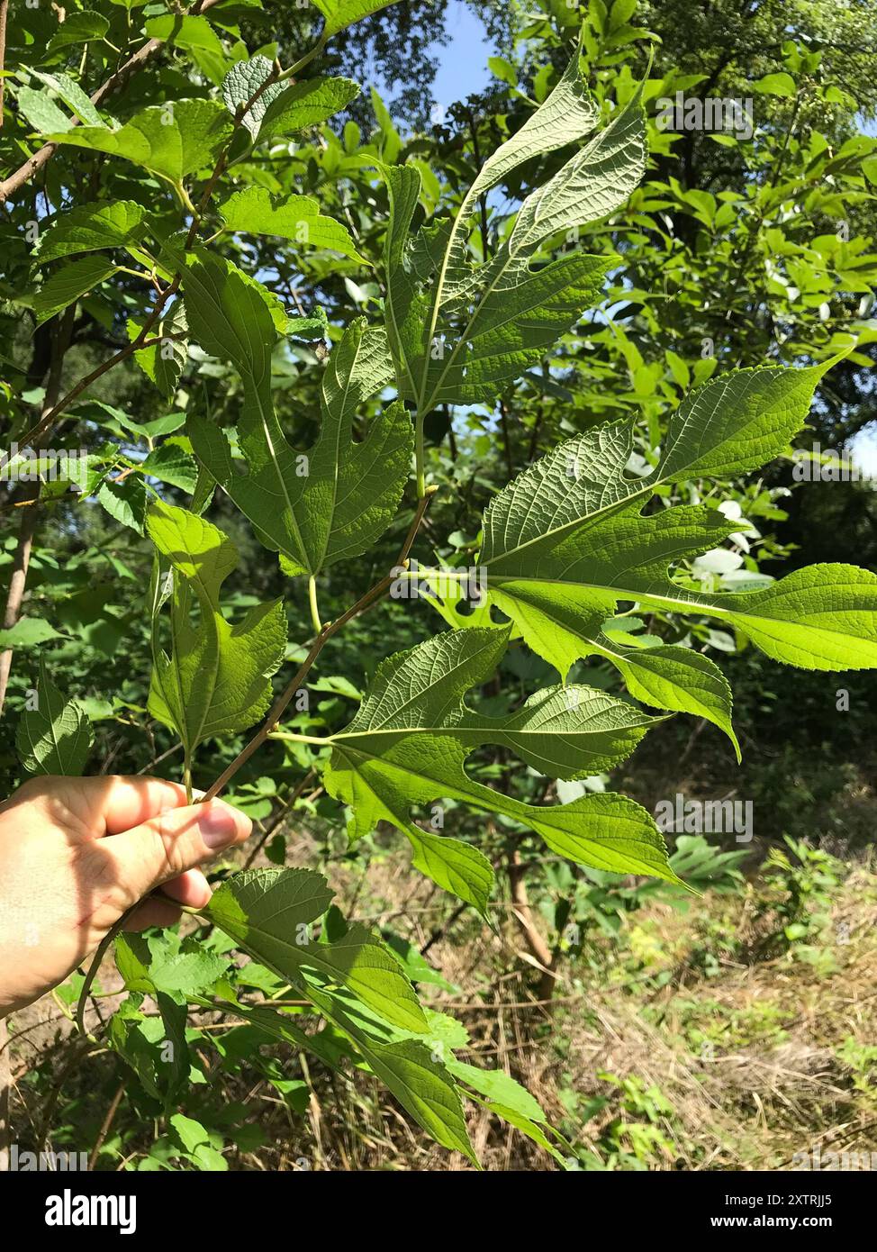 red mulberry (Morus rubra) Plantae Stock Photo - Alamy