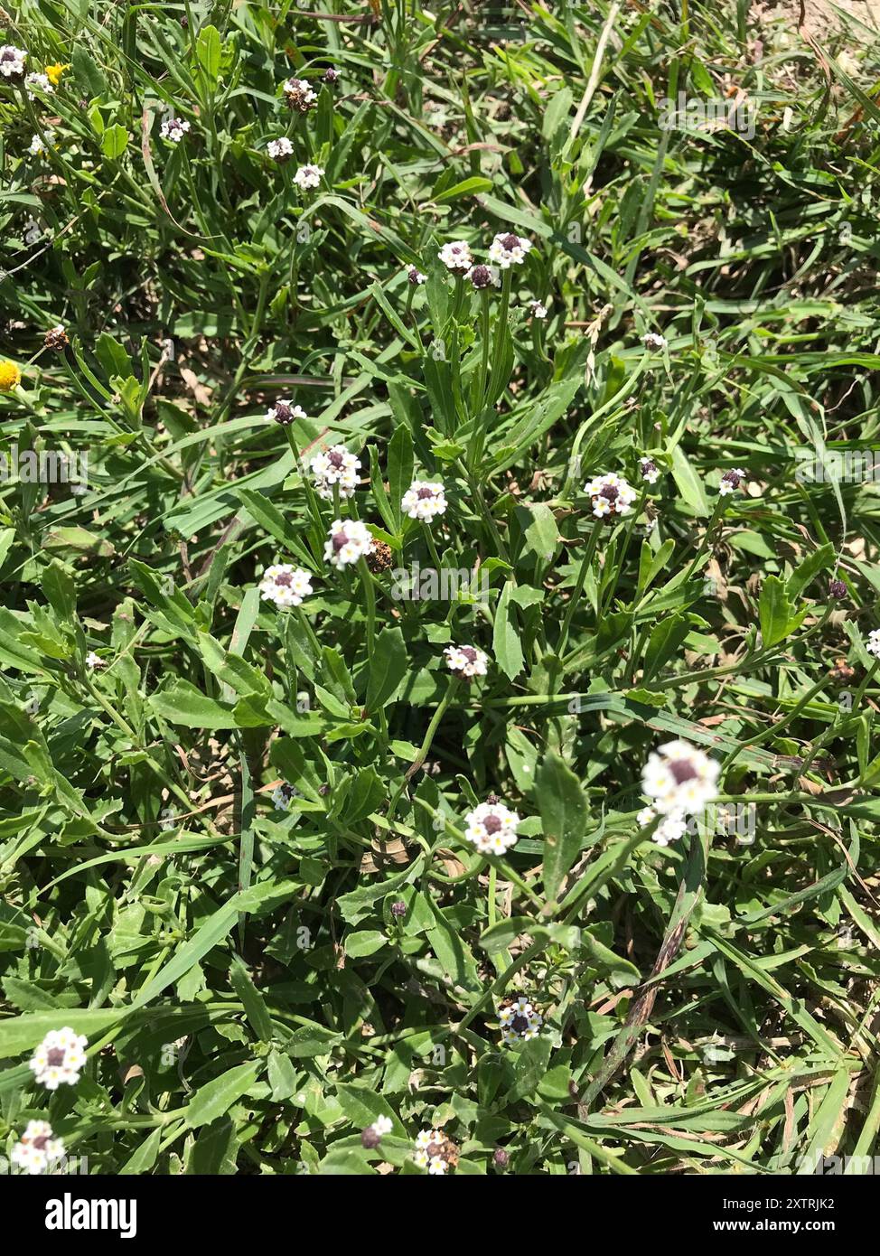 turkey tangle frogfruit (Phyla nodiflora) Plantae Stock Photo - Alamy