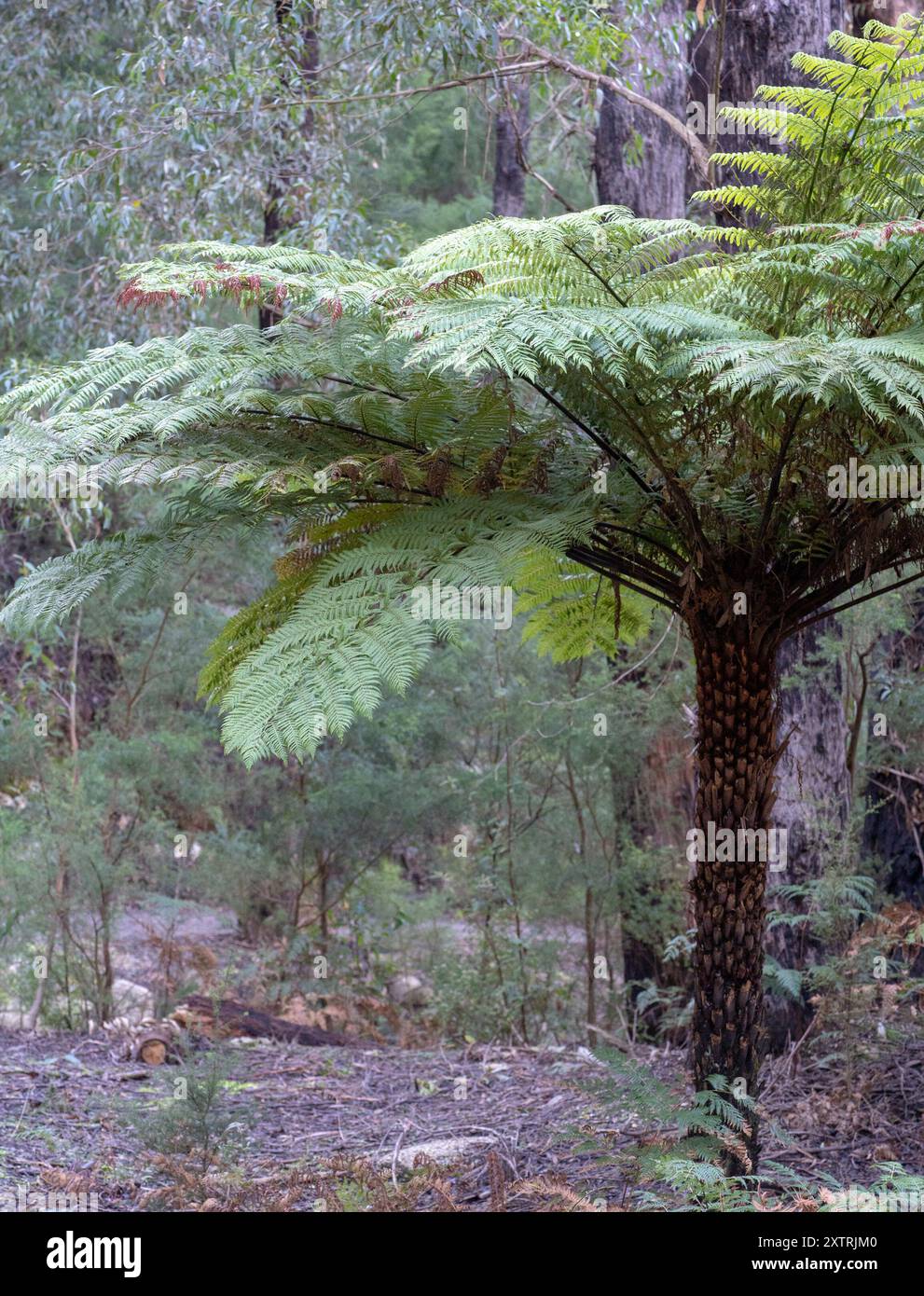 rough tree-fern (Cyathea australis) Plantae Stock Photo - Alamy