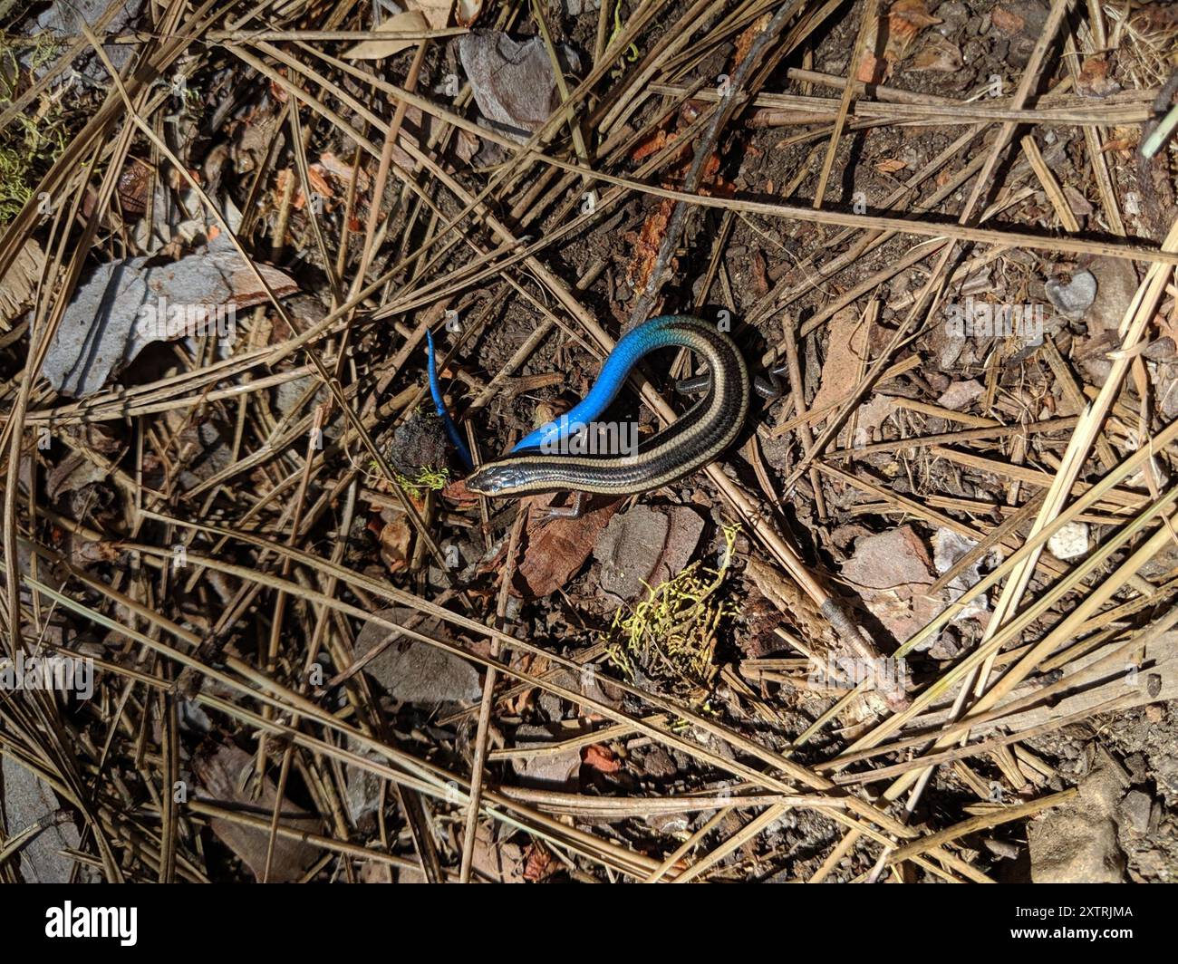 Gilberts skink hi-res stock photography and images - Alamy