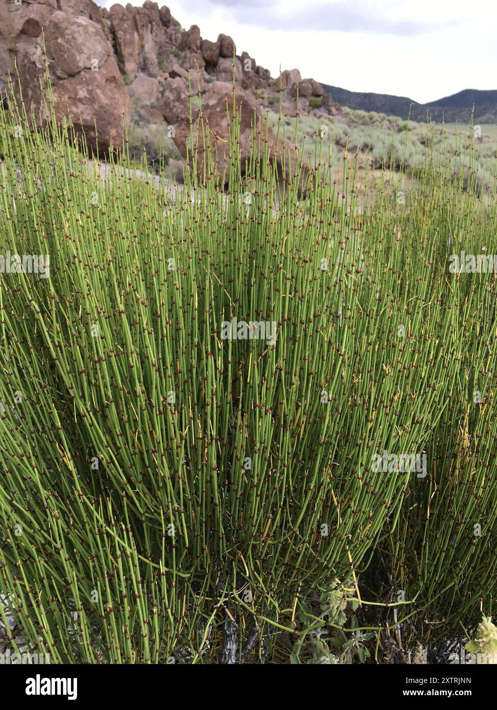 Green Ephedra (Ephedra viridis) Plantae Stock Photo - Alamy