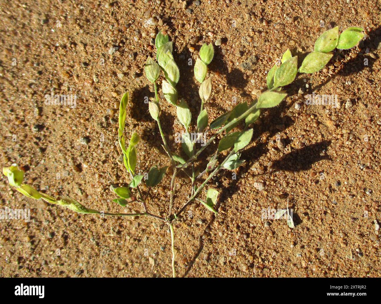Caterpillar Beans (Zornia) Plantae Stock Photo - Alamy