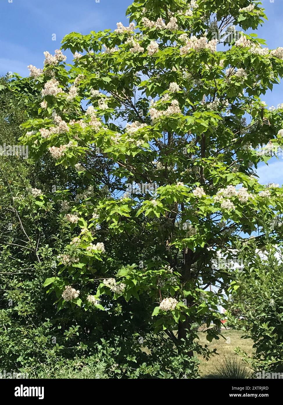 northern catalpa (Catalpa speciosa) Plantae Stock Photo - Alamy