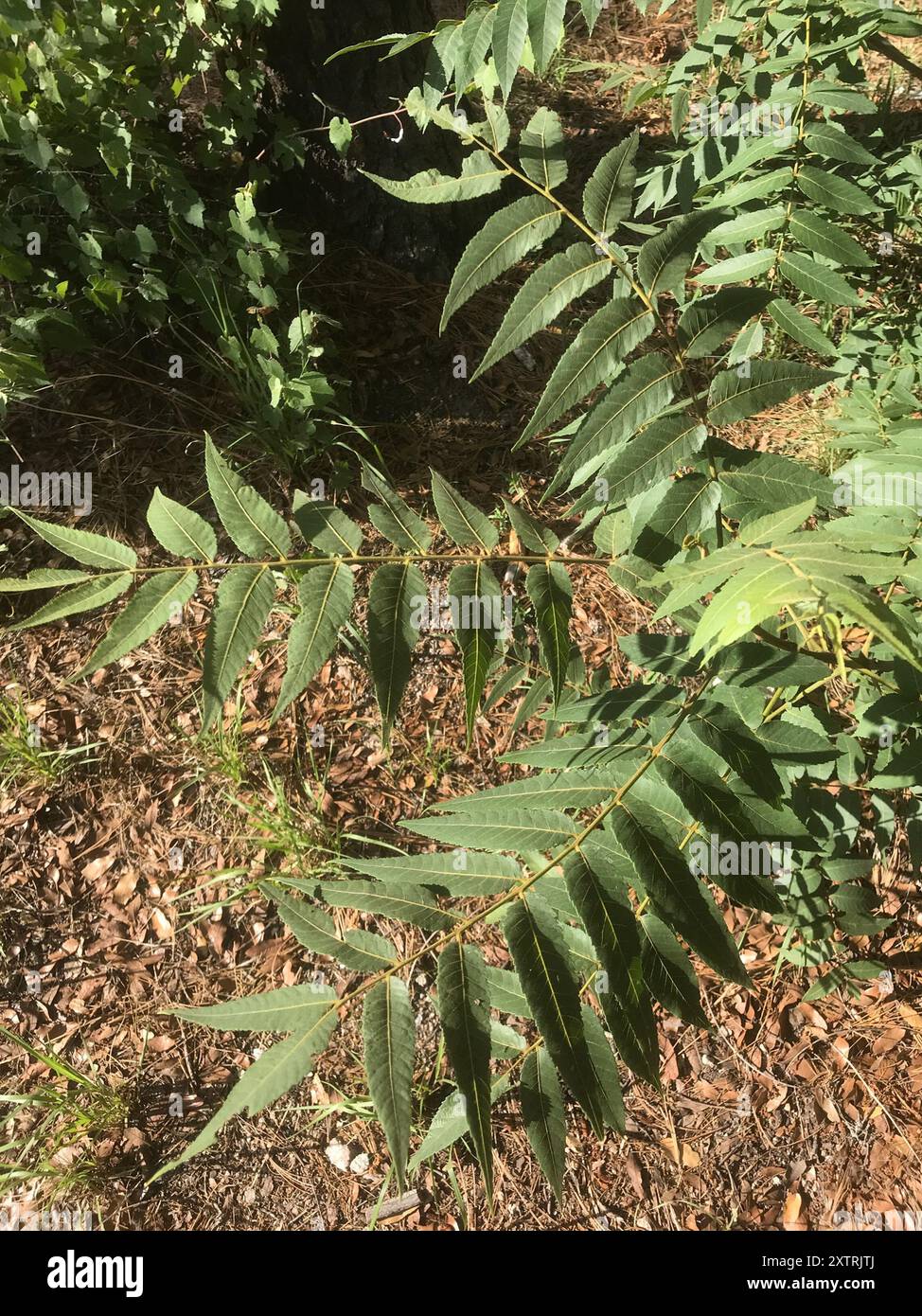 Arizona black walnut (Juglans major) Plantae Stock Photo - Alamy