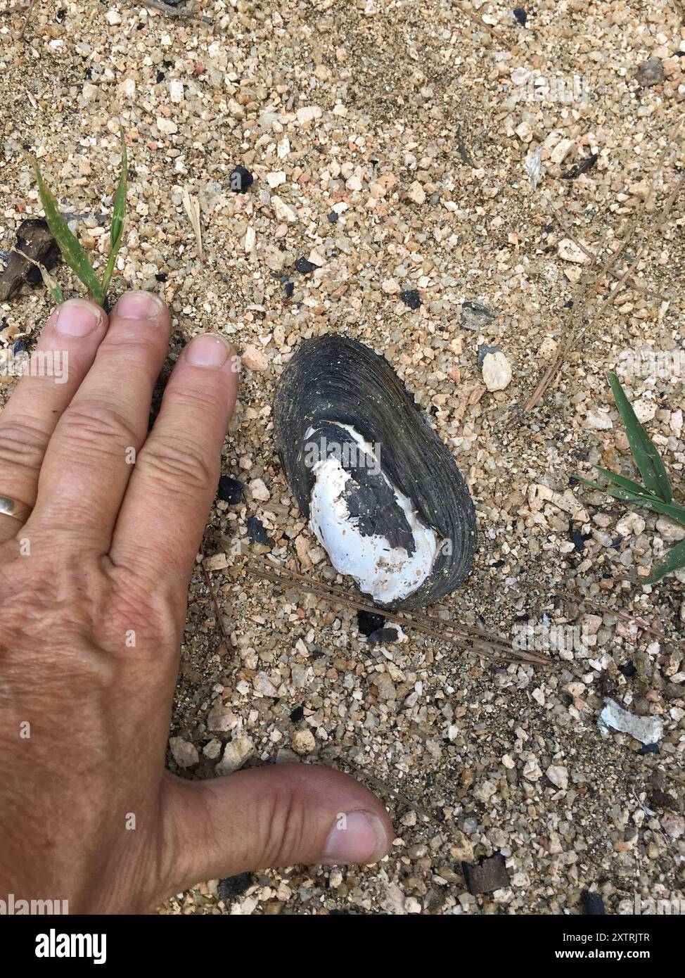 Eastern Elliptio (Elliptio complanata) Mollusca Stock Photo - Alamy