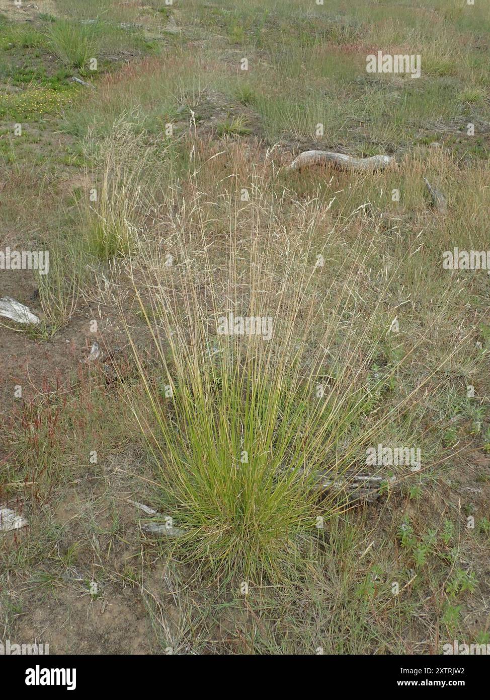 tufted hair grass (Deschampsia cespitosa) Plantae Stock Photo - Alamy