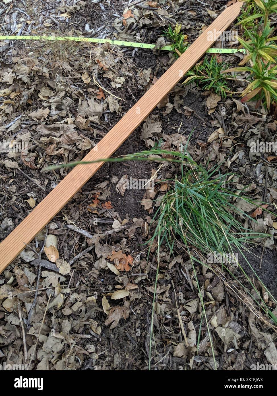 panic veldtgrass (Ehrharta erecta) Plantae Stock Photo - Alamy