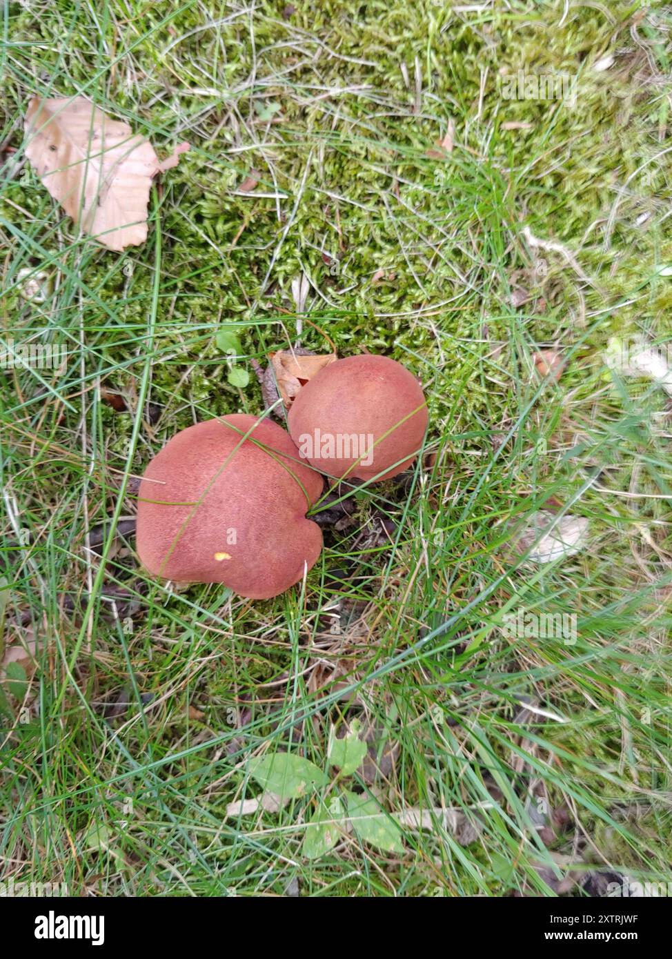 two-colored bolete (Baorangia bicolor) Fungi Stock Photo - Alamy