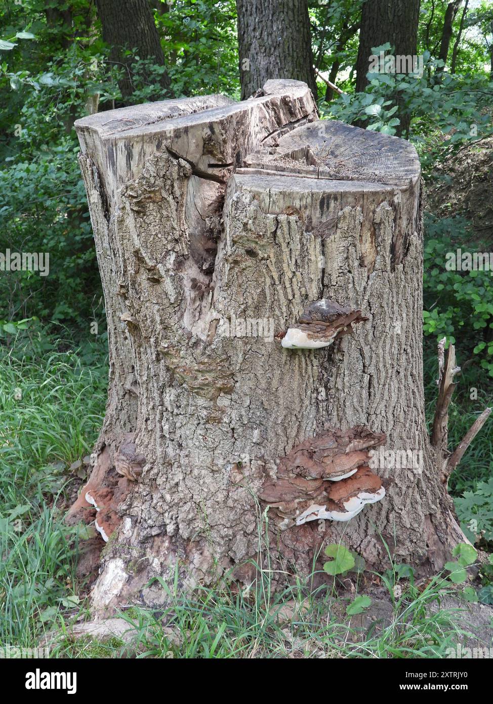 southern bracket (Ganoderma australe) Fungi Stock Photo - Alamy