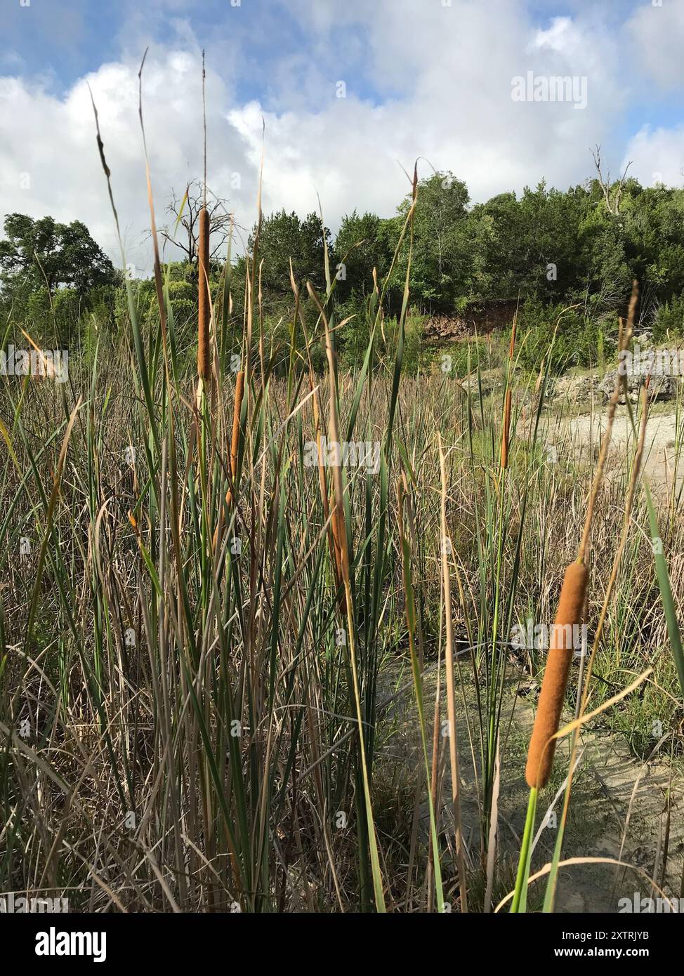southern cattail (Typha domingensis) Plantae Stock Photo - Alamy