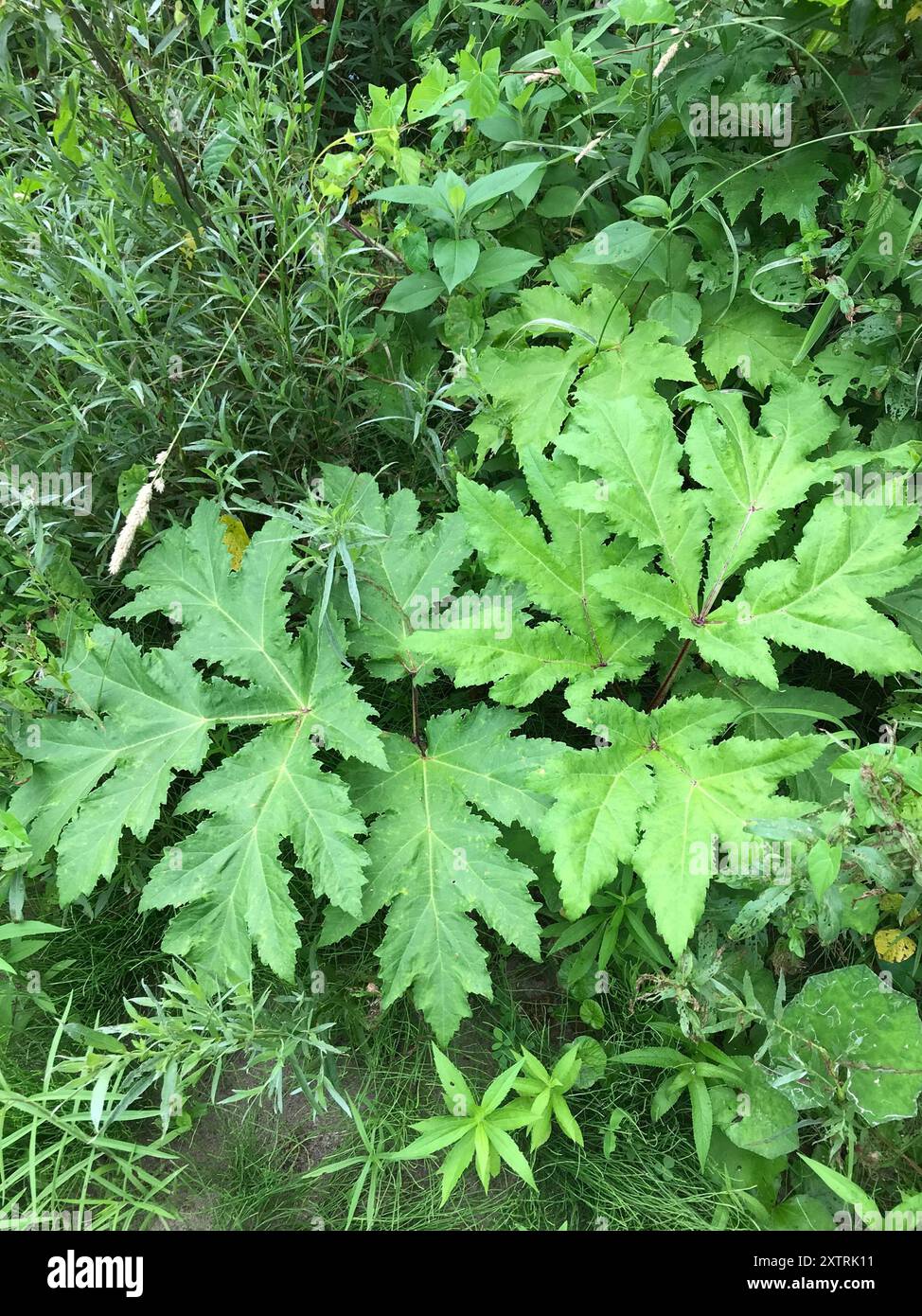 Giant Hogweed (Heracleum mantegazzianum) Plantae Stock Photo - Alamy