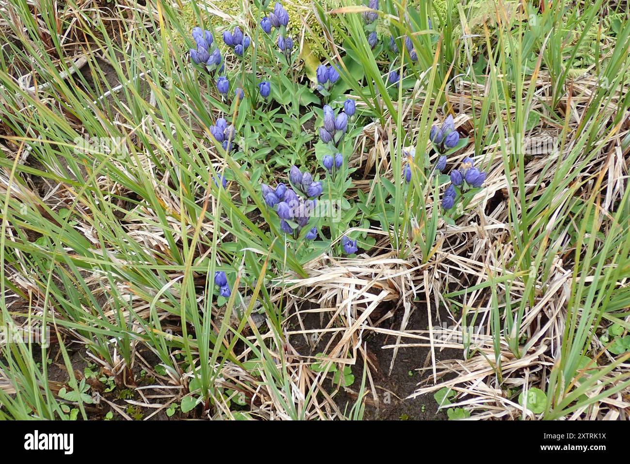 king's scepter gentian (Gentiana sceptrum) Plantae Stock Photo - Alamy