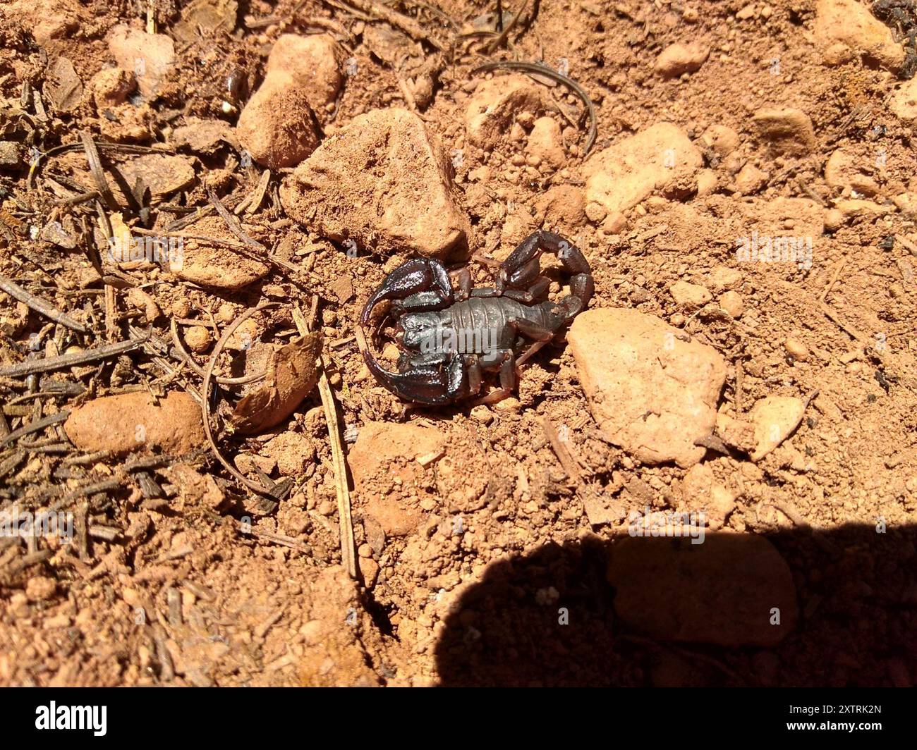 Uroctonus hi-res stock photography and images - Alamy