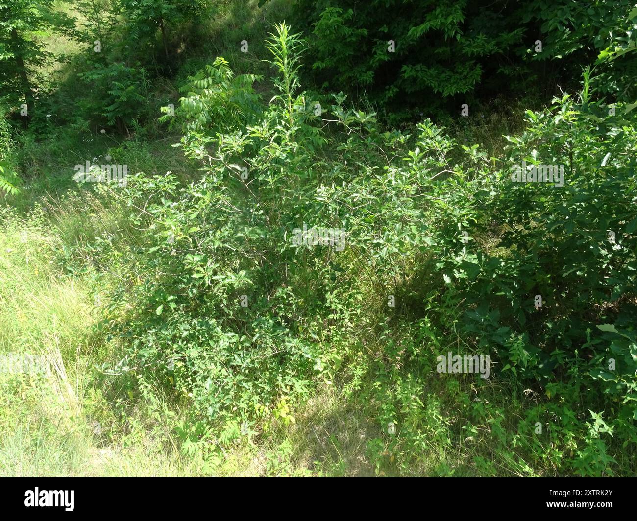 dwarf chinkapin oak (Quercus prinoides) Plantae Stock Photo - Alamy