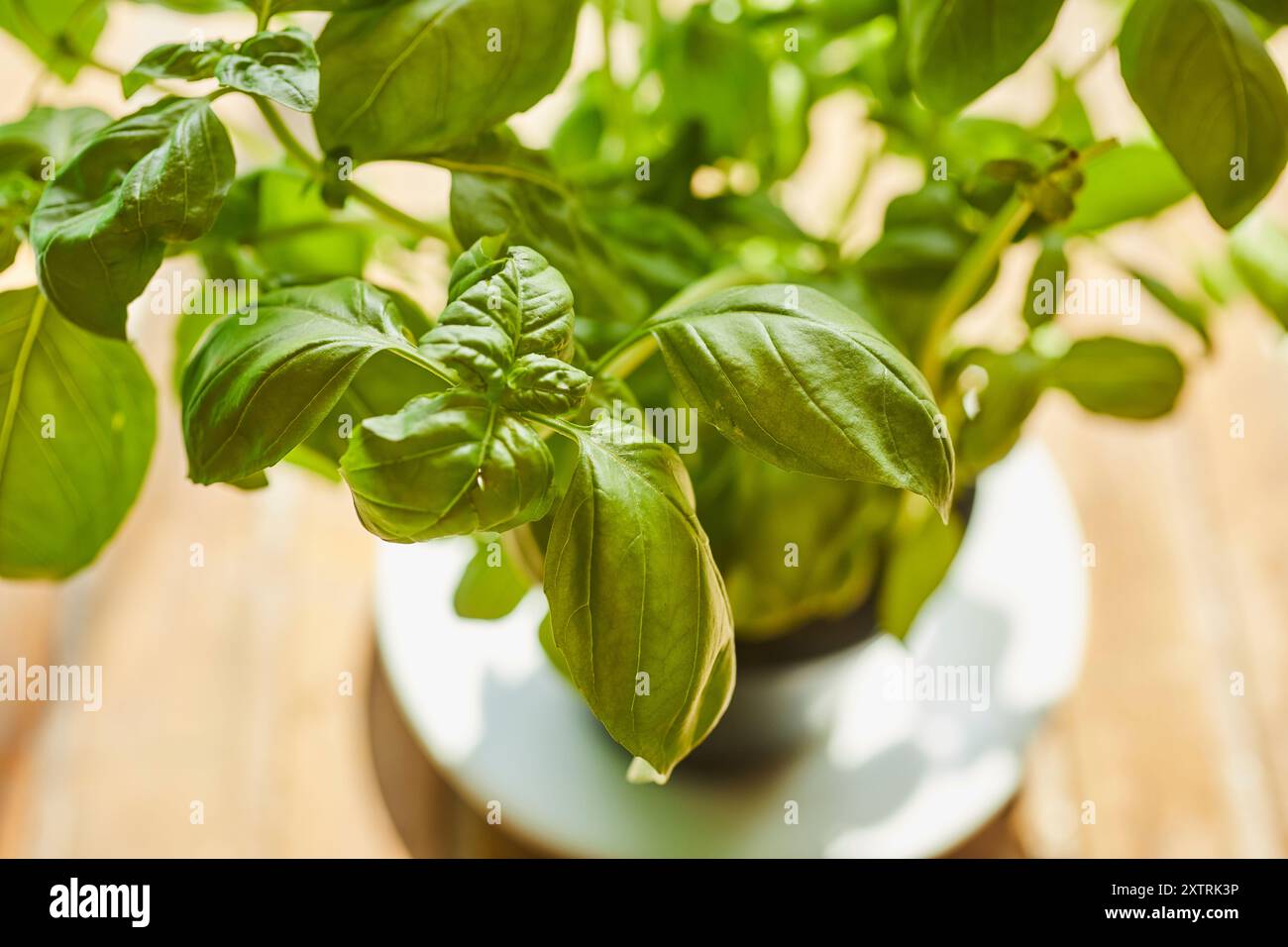 A potted Italian basil plant on a kitchen windowsill Stock Photo - Alamy