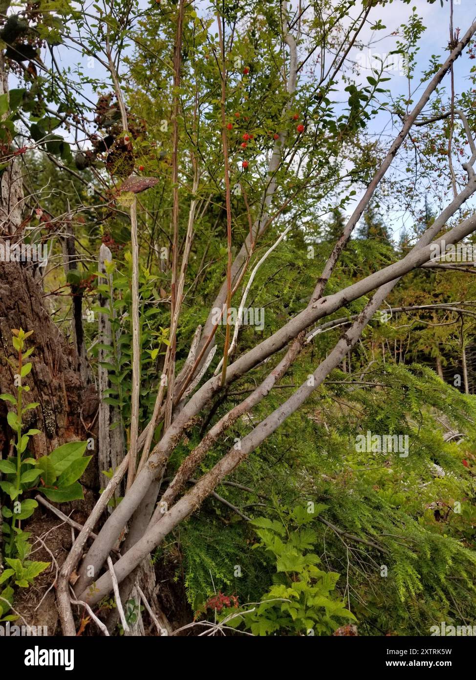 Red Huckleberry (Vaccinium parvifolium) Plantae Stock Photo - Alamy