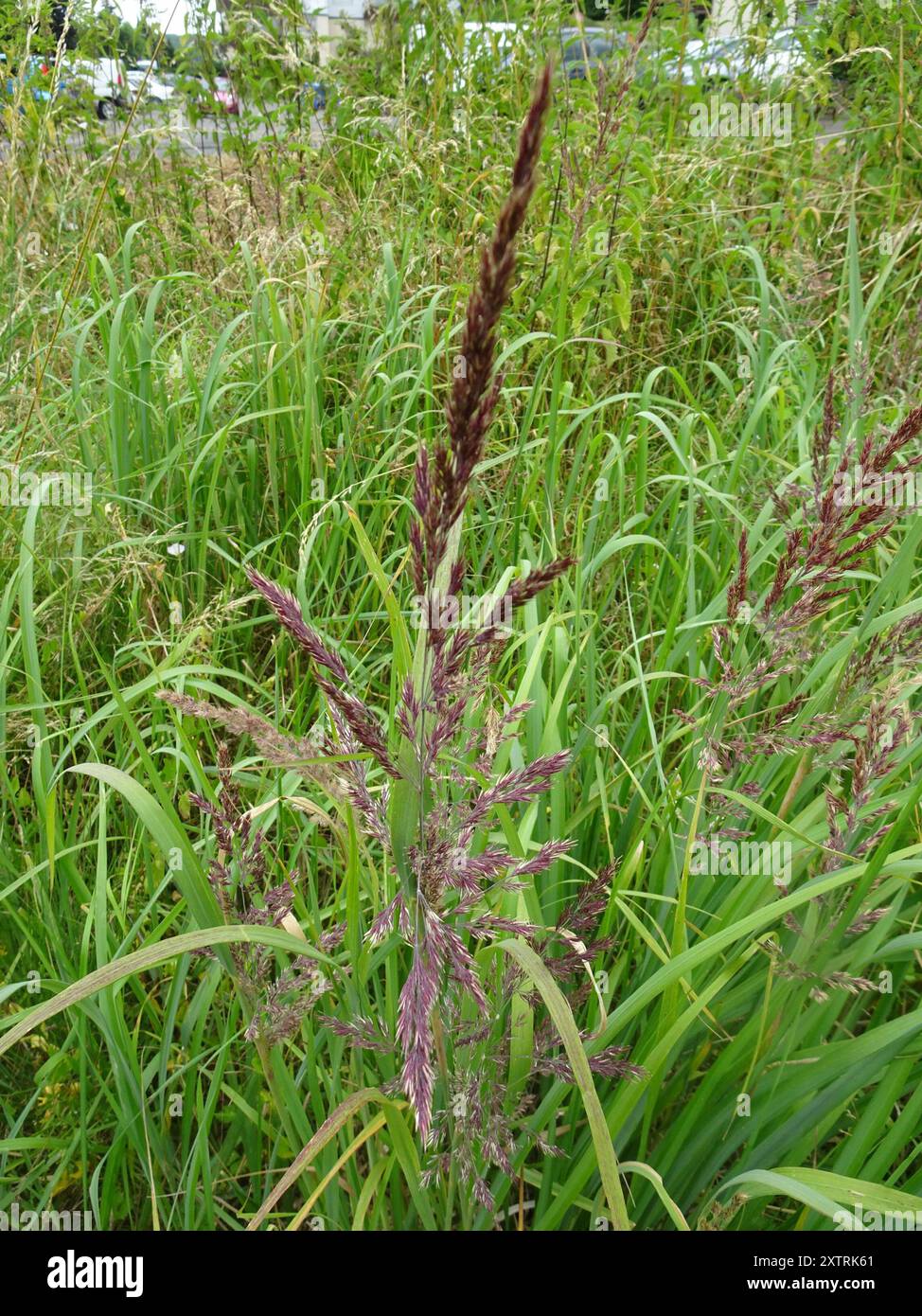 Bushgrass (Calamagrostis epigejos) Plantae Stock Photo - Alamy