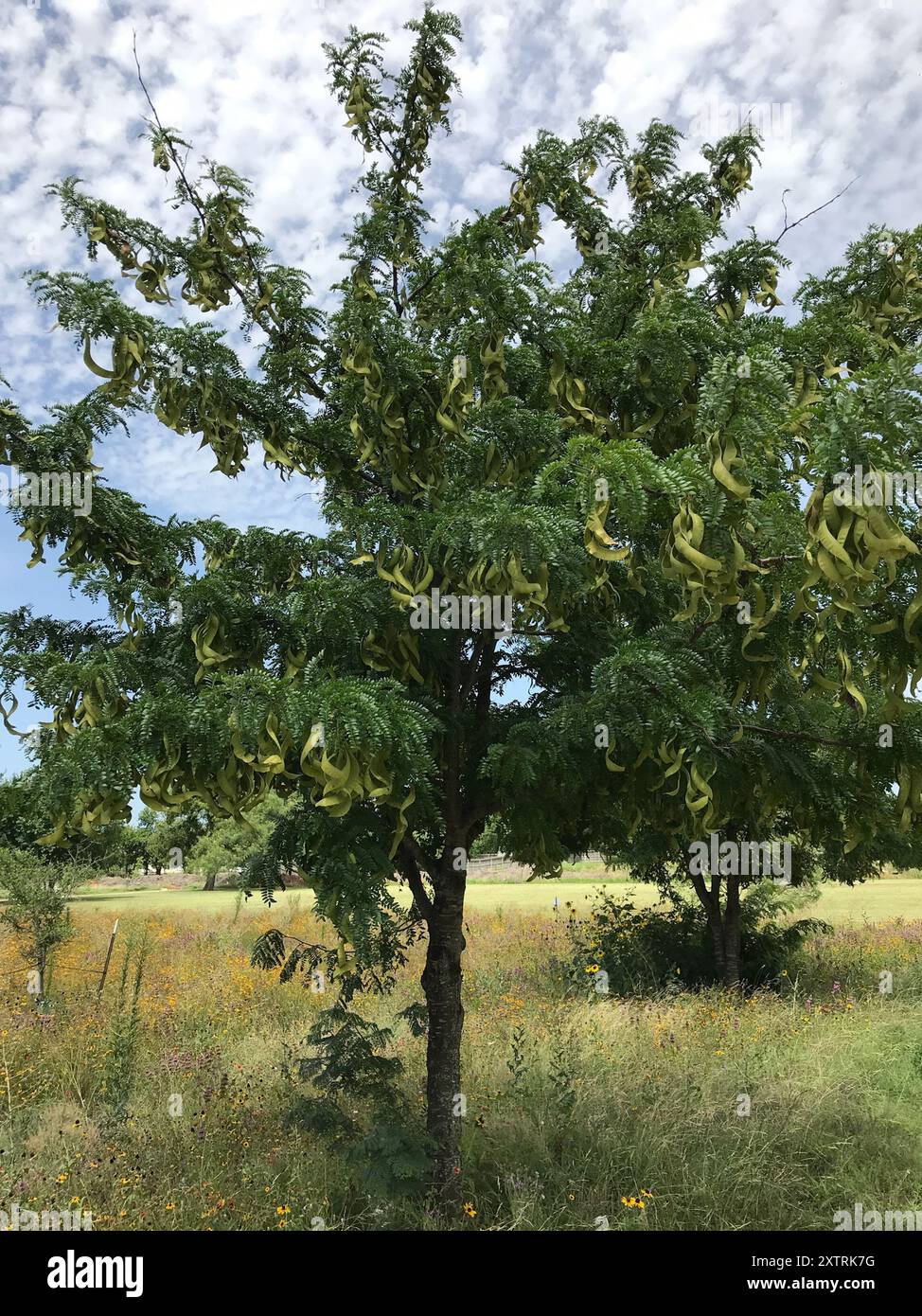 thornless honey locust (Gleditsia triacanthos inermis) Plantae Stock ...