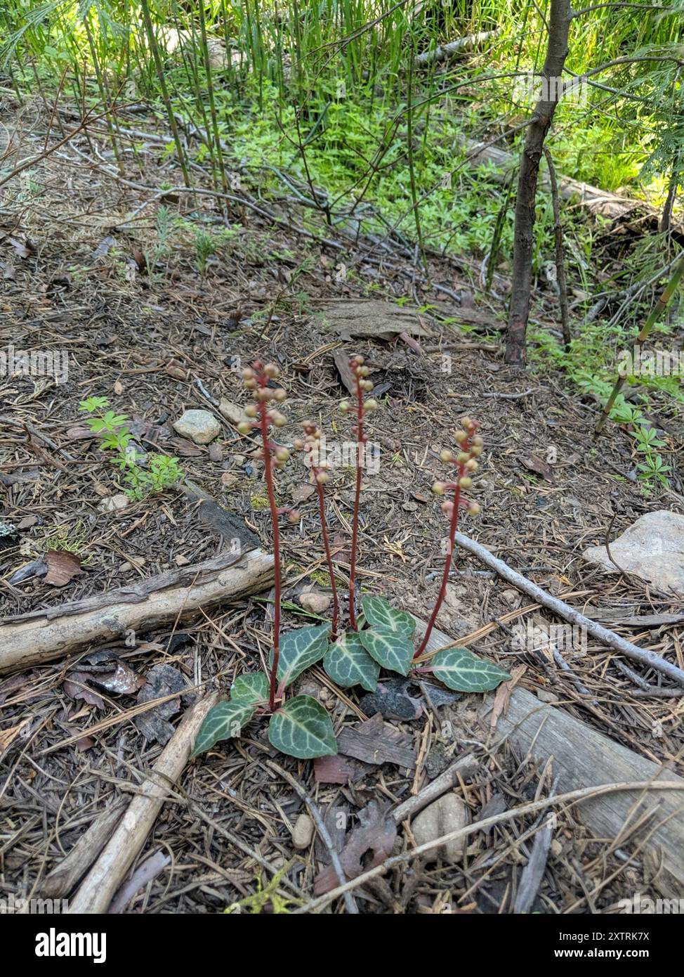 white-veined wintergreen (Pyrola picta) Plantae Stock Photo - Alamy