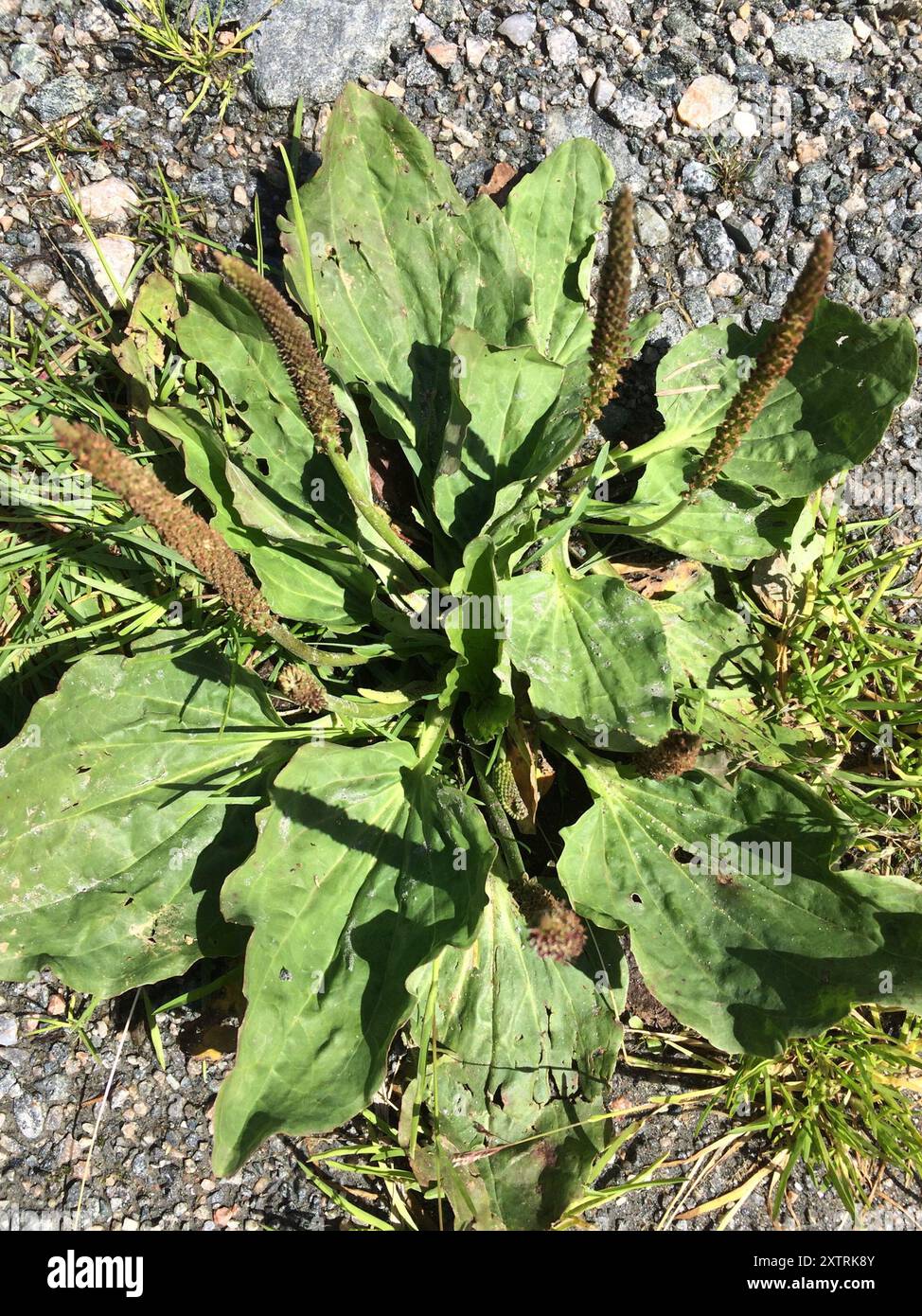 greater plantain (Plantago major) Plantae Stock Photo - Alamy