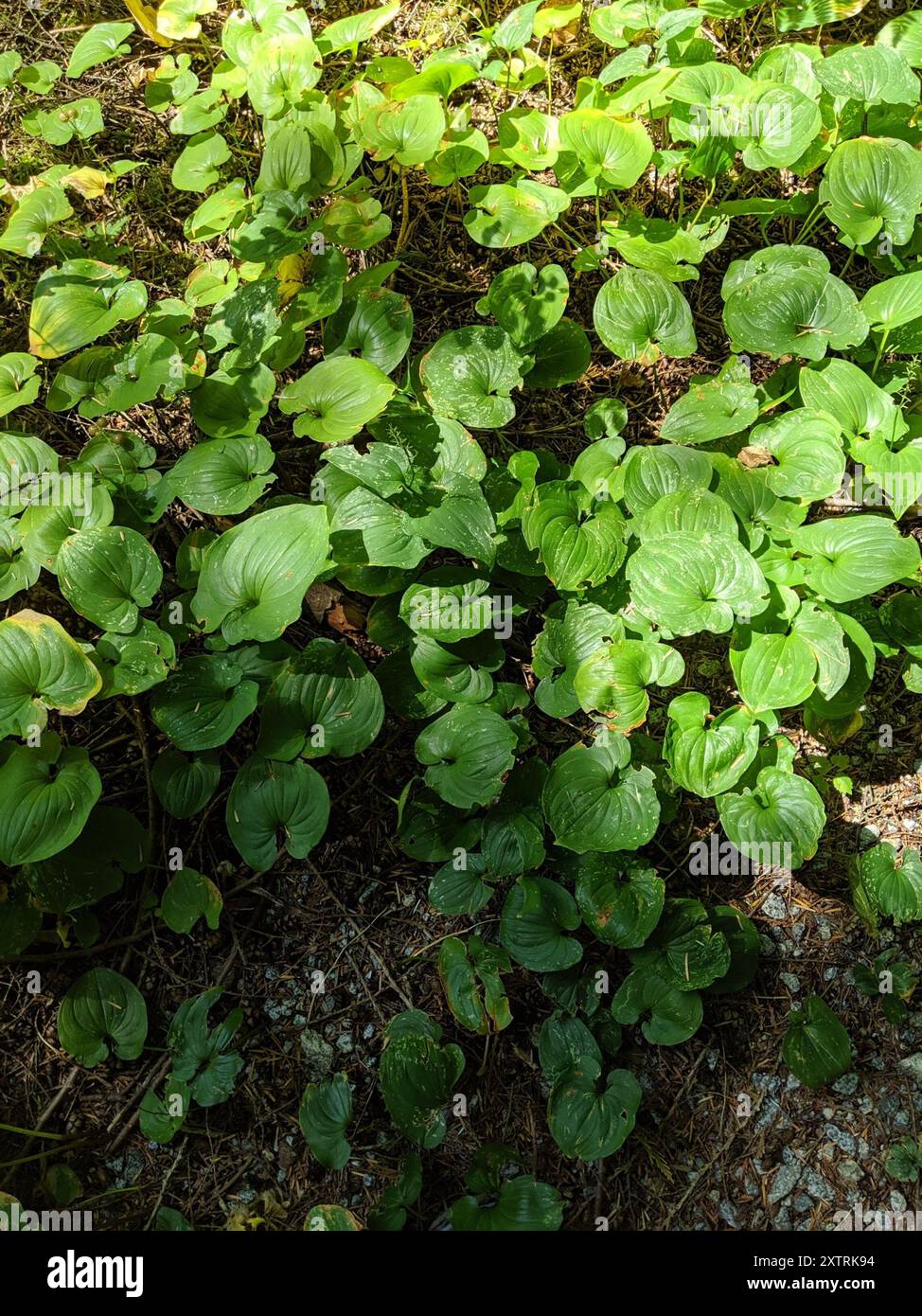 Western Lily of the Valley (Maianthemum dilatatum) Plantae Stock Photo ...