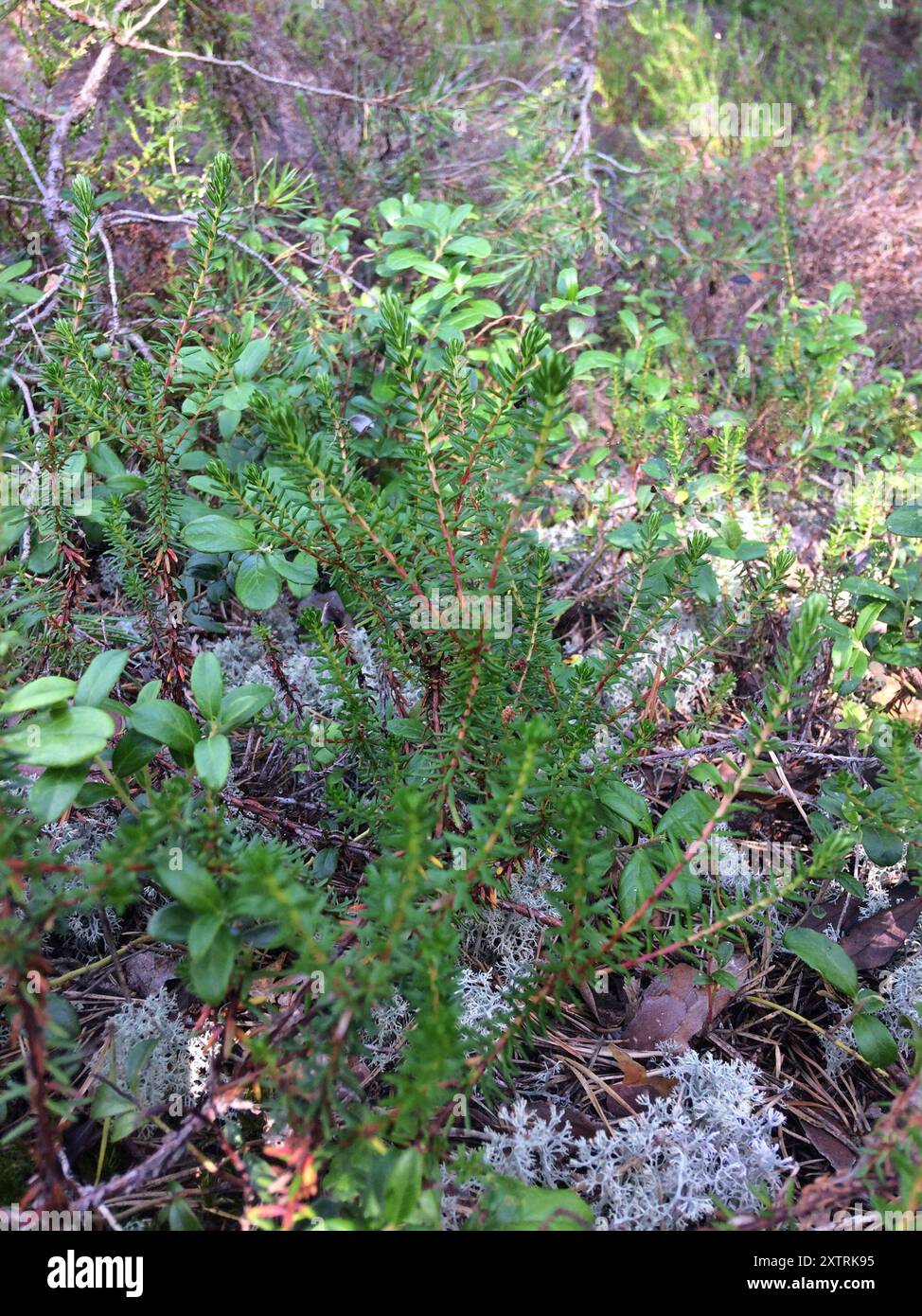 black crowberry (Empetrum nigrum) Plantae Stock Photo - Alamy