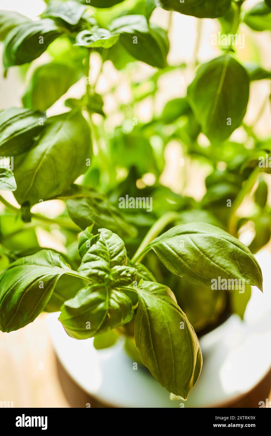 A potted Italian basil plant on a kitchen windowsill Stock Photo - Alamy