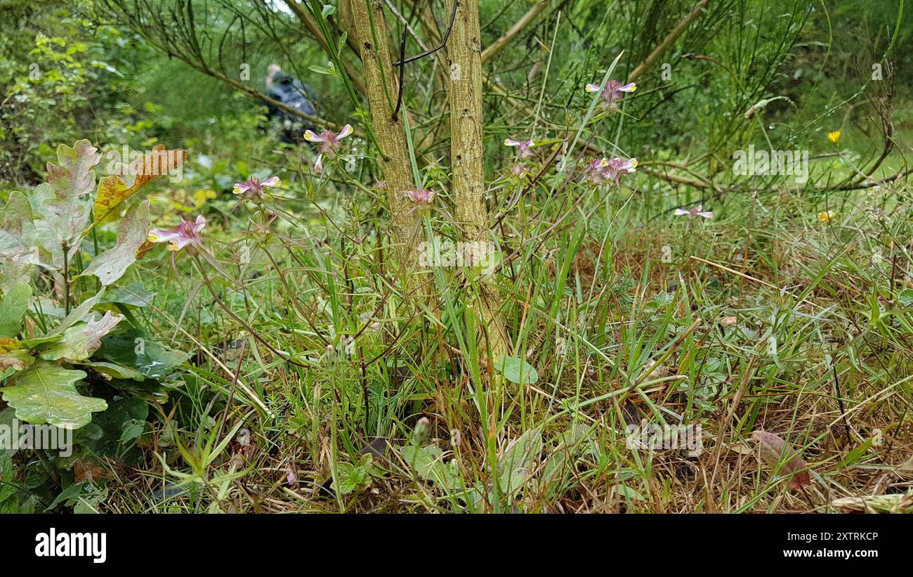 Crested Cow-wheat (Melampyrum cristatum) Plantae Stock Photo - Alamy