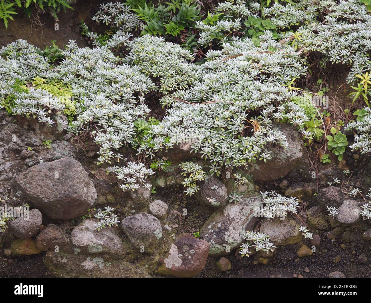 (Crossostephium chinense) Plantae Stock Photo - Alamy