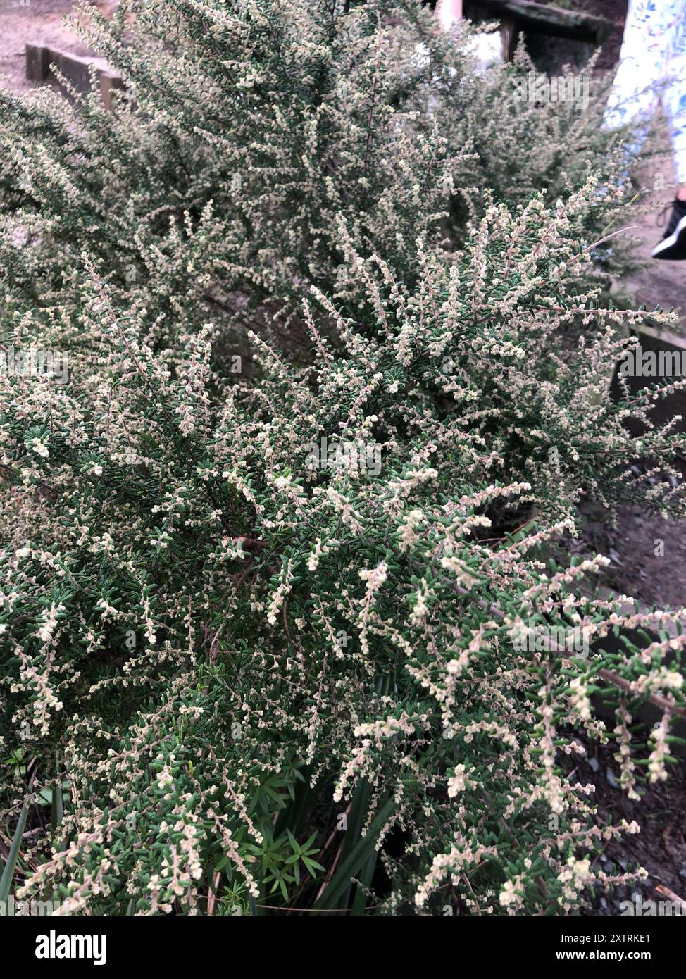 tauhinu (Pomaderris amoena) Plantae Stock Photo - Alamy