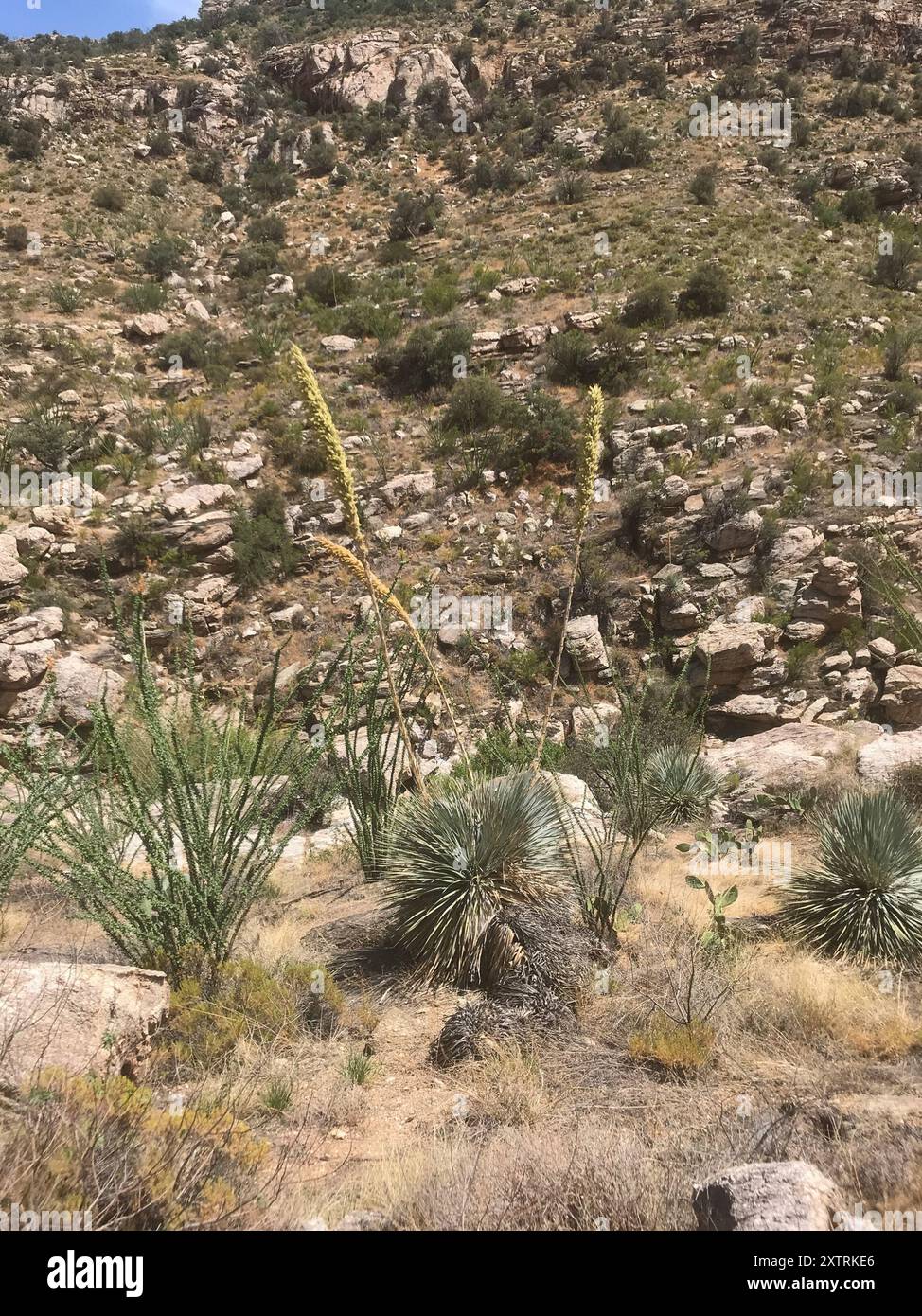 Wheeler sotol (Dasylirion wheeleri) Plantae Stock Photo - Alamy