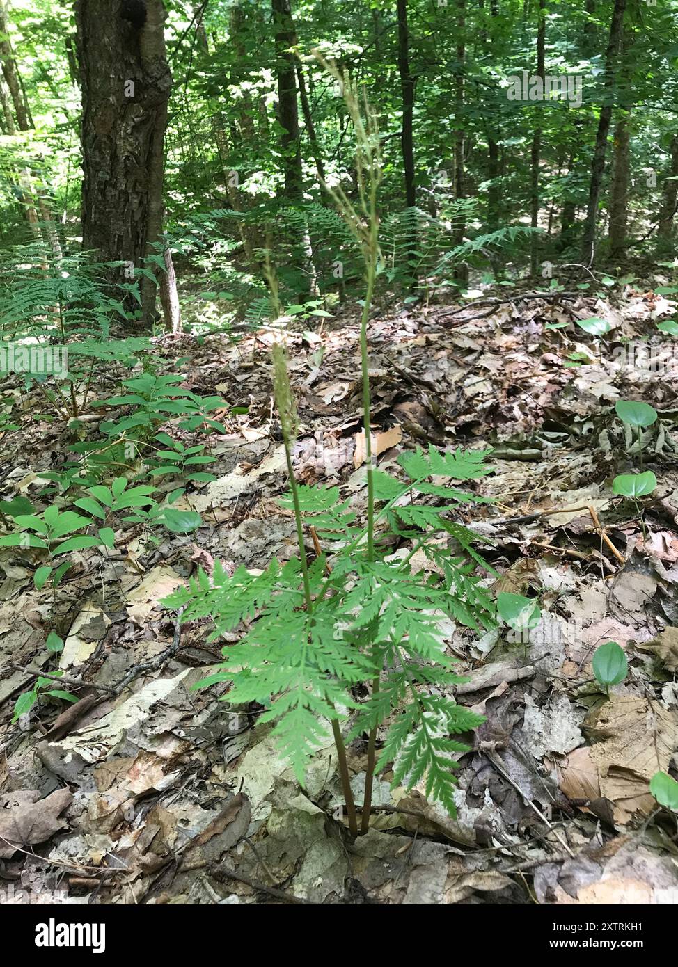 rattlesnake fern (Botrypus virginianus) Plantae Stock Photo - Alamy