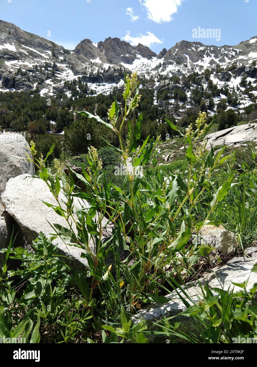 knotweed family (Polygonaceae) Plantae Stock Photo - Alamy