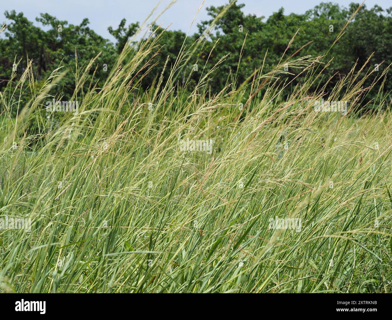 Vasey Grass (Paspalum urvillei) Plantae Stock Photo - Alamy