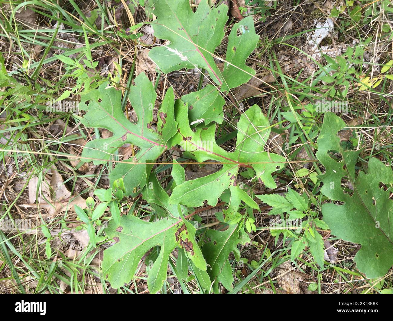 Kidney-leaf Rosinweed (Silphium compositum) Plantae Stock Photo - Alamy