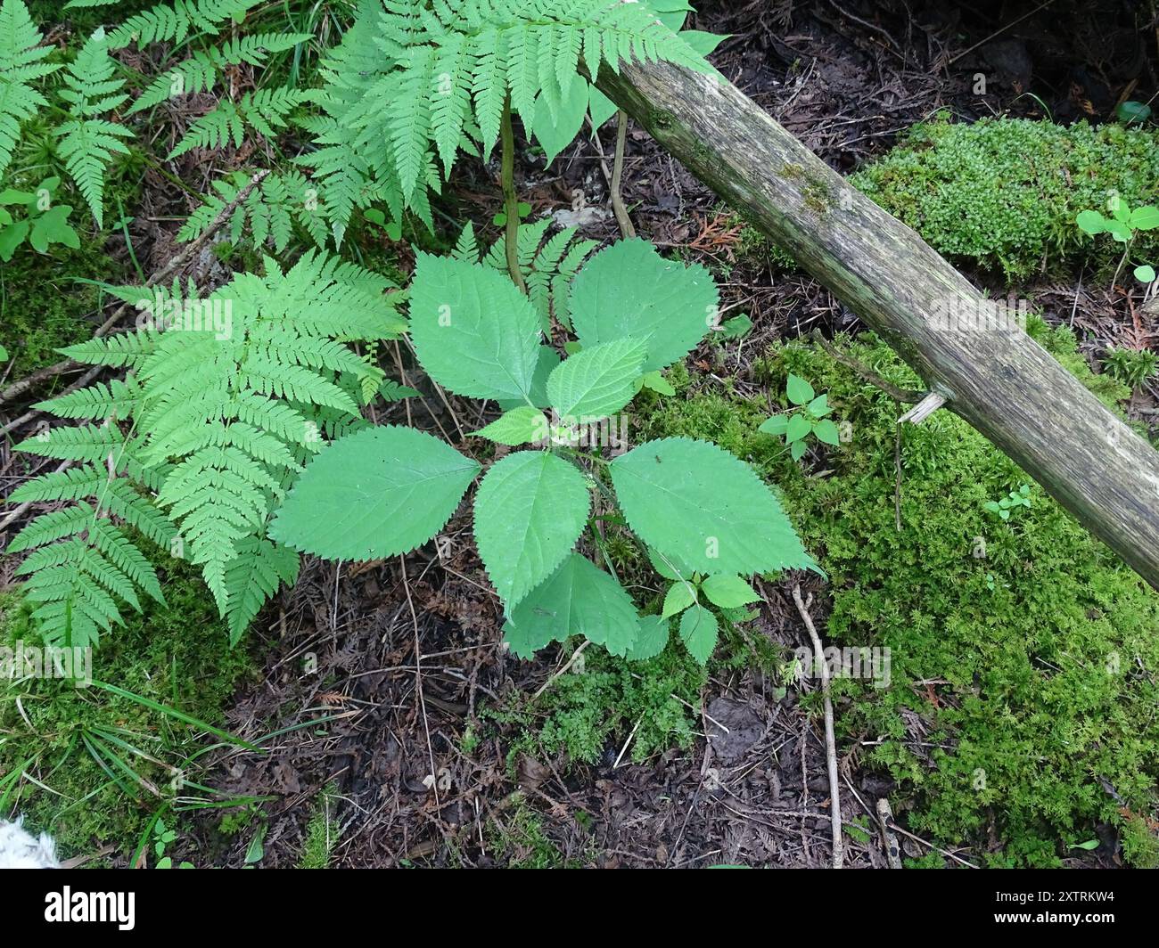 wood nettle (Laportea canadensis) Plantae Stock Photo - Alamy