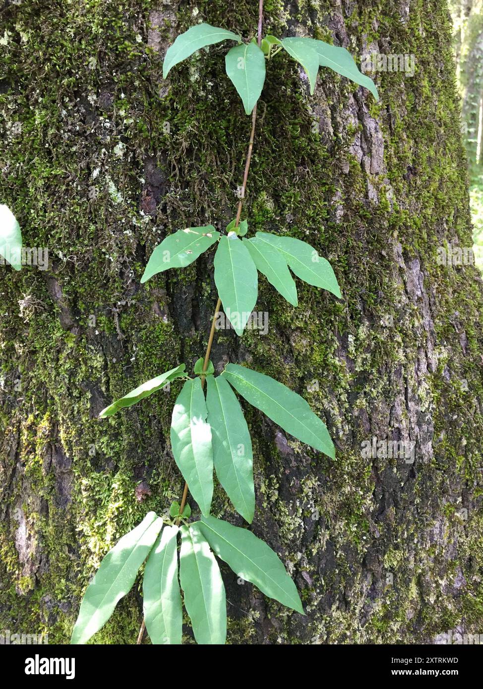 cross vine (Bignonia capreolata) Plantae Stock Photo - Alamy